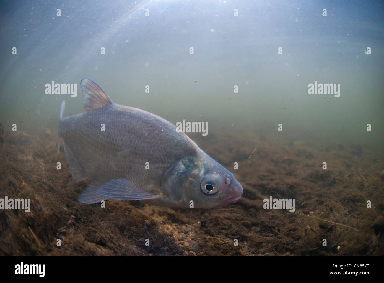 Freshwater bream hi-res stock photography and images - Alamy