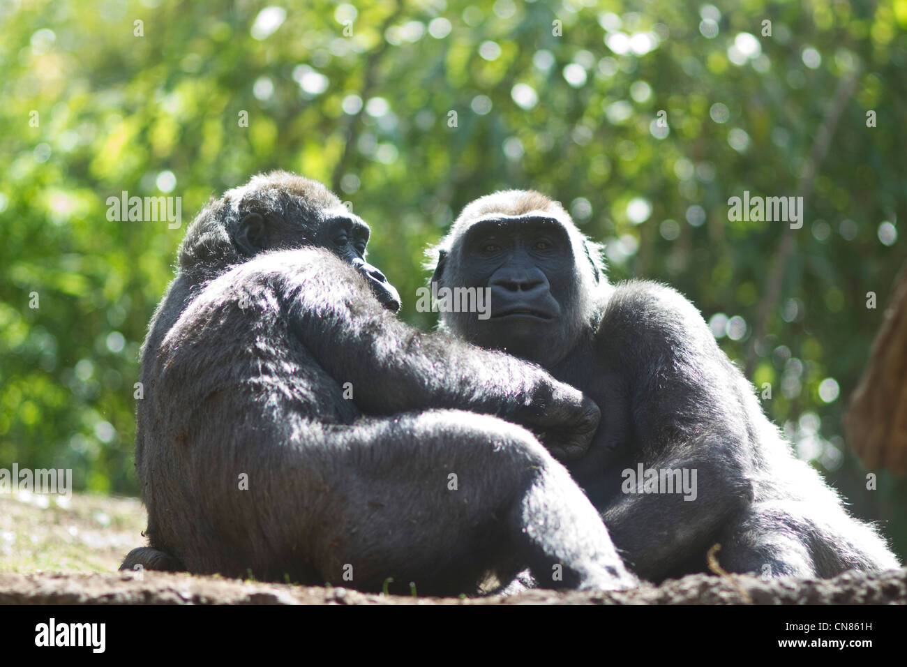 Monkey thinking of mating hi-res stock photography and images - Alamy