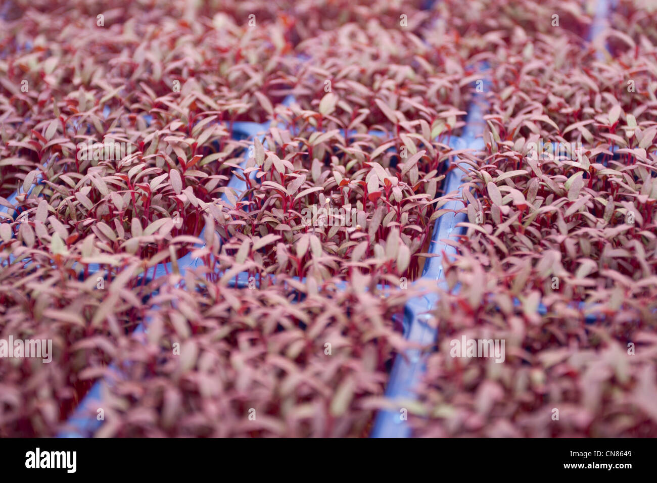 Scarlet cress growing in a greenhouse Stock Photo - Alamy