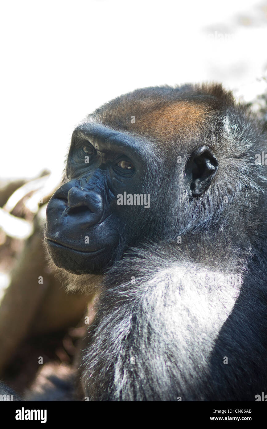 Gorilla Western Lowland Stock Photo - Alamy