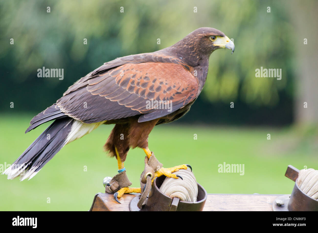 A profile of a Harris Hawk perched on a replica ballista Stock Photo ...