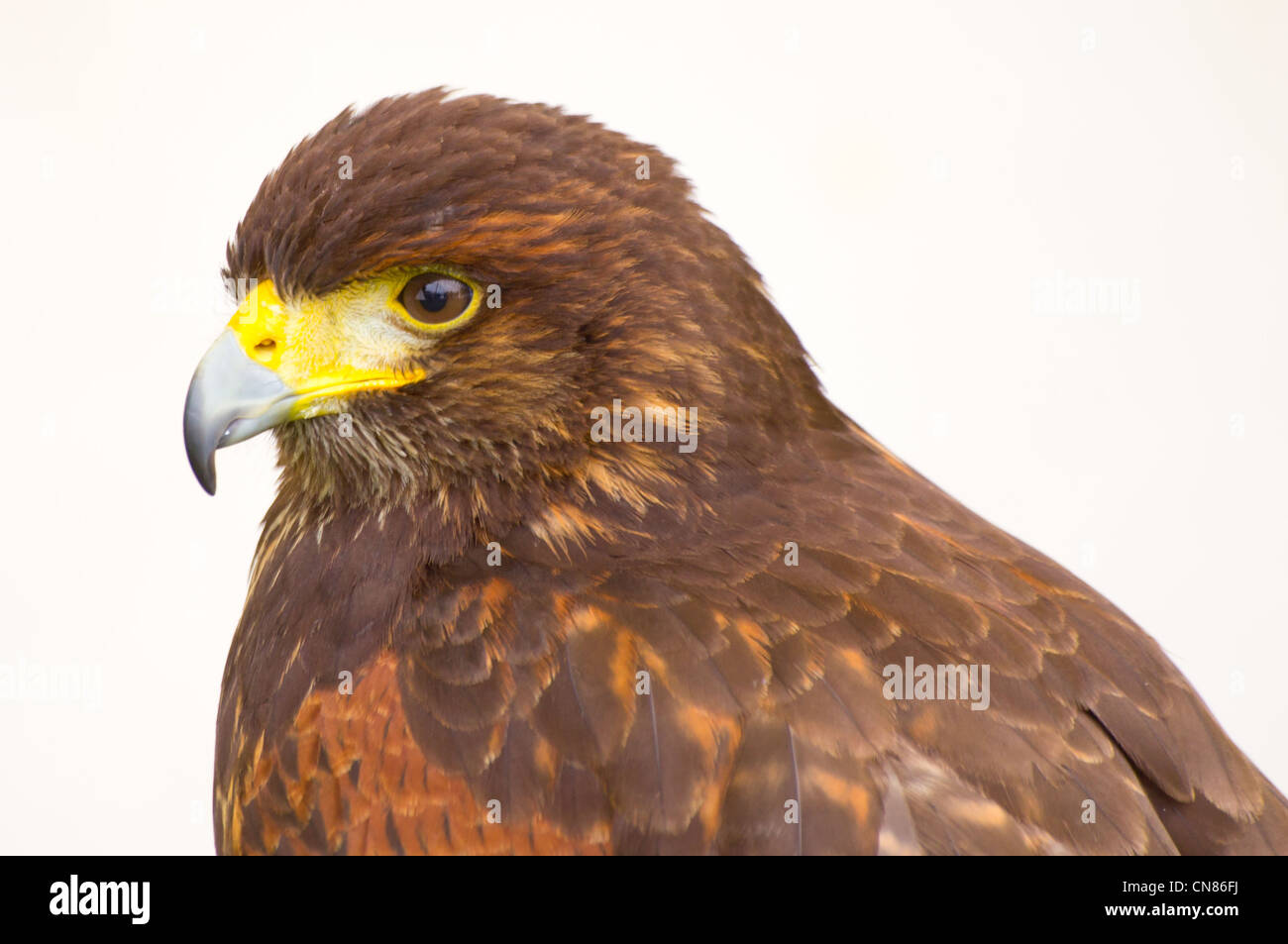A head profile of a Harris Hawk on a white background Stock Photo - Alamy