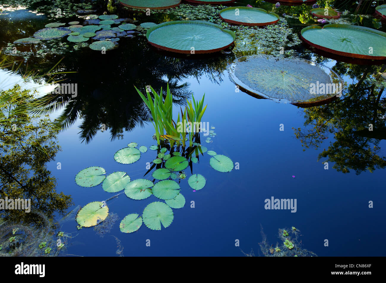 France, Alpes Maritimes, Menton, Botanical and Exotic Garden of Val ...