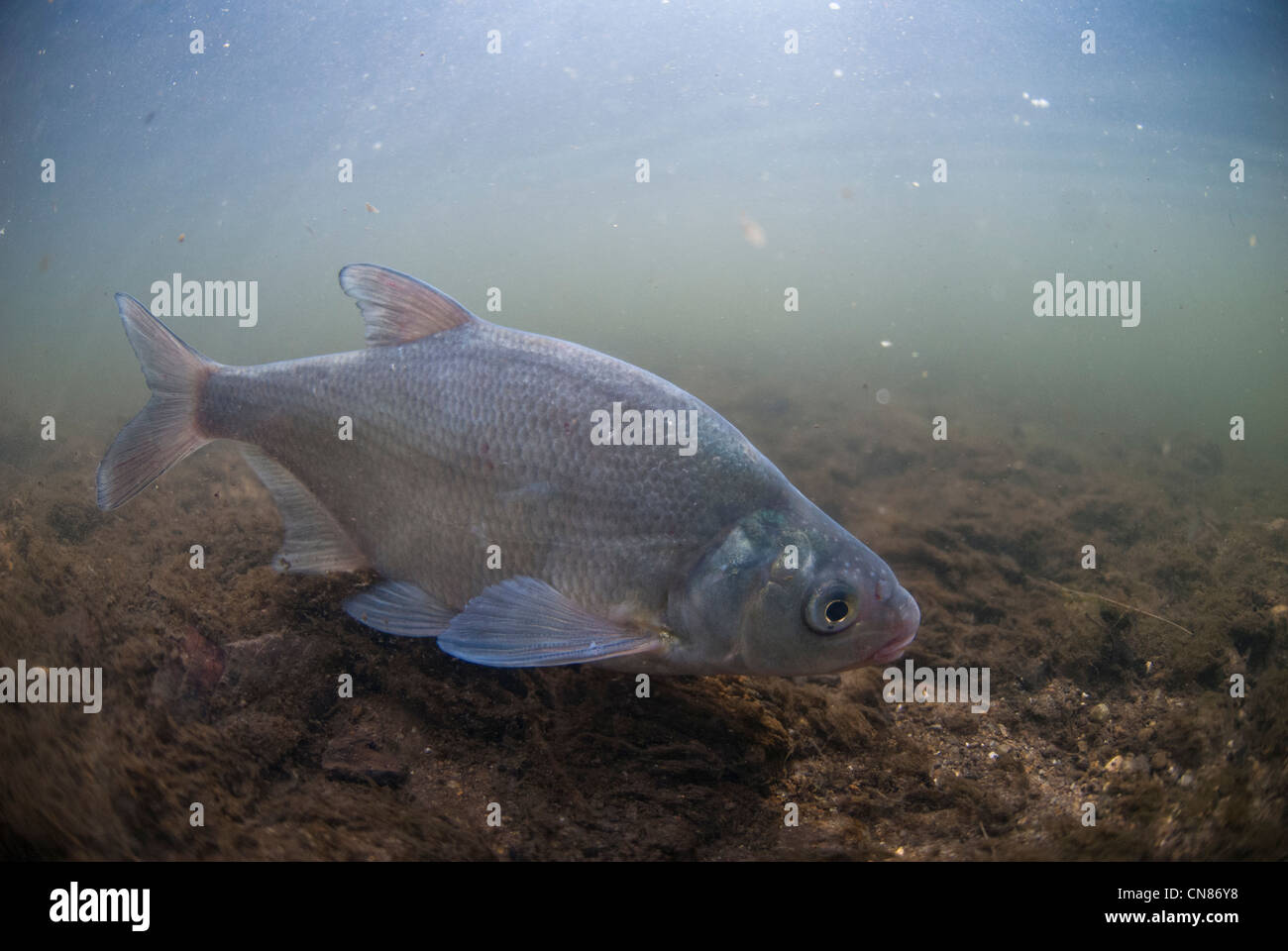 Common bream hi-res stock photography and images - Alamy