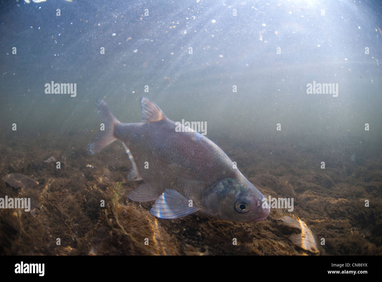 Common bream hi-res stock photography and images - Alamy