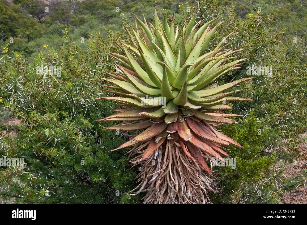 Aloe plant, Eastern Cape, South Africa Stock Photo - Alamy