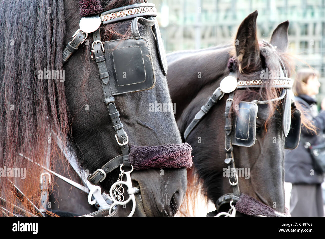 Carriage Horses in Berlin, Germany Stock Photo - Alamy