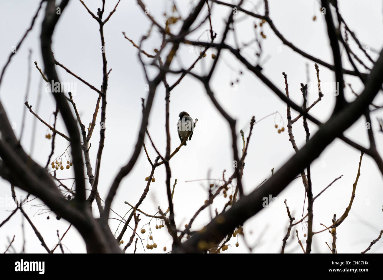 bird in a branch Stock Photo - Alamy