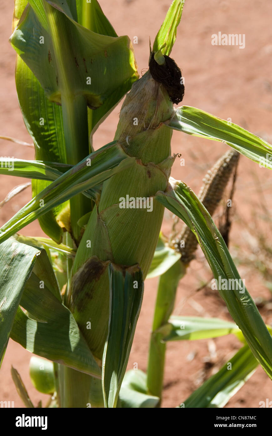 Maize south africa hi-res stock photography and images - Alamy