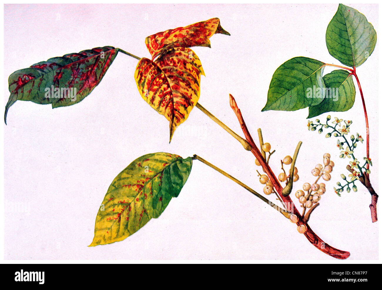First published 1915 Poison Three Leaved Ivy Toxicodendron Radicans ...