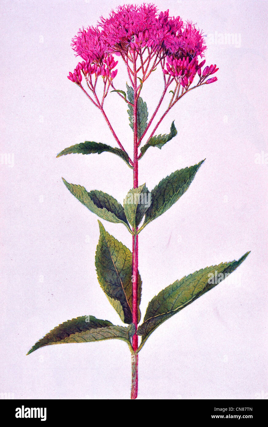First published 1915 Spotted Bonset or Joe Pye Weed Eupatorium ...