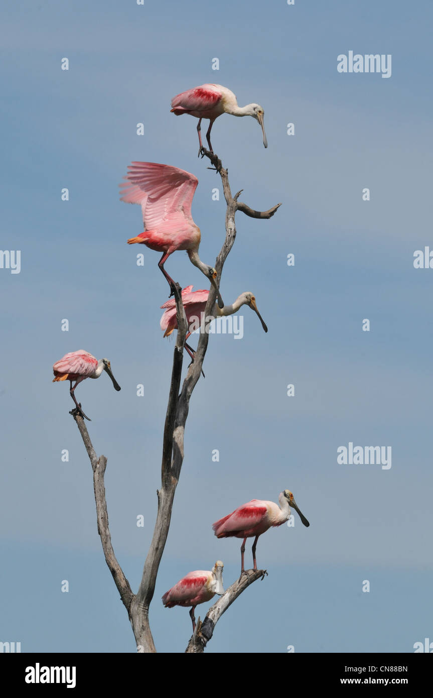 Majestic Great Egrets and Roseate Spoonbill water birds nesting on High ...