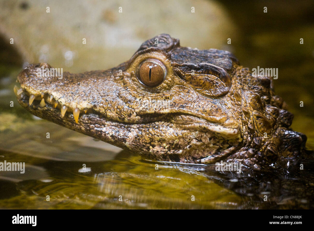 Cuvier's Dwarf Caiman - Paleosuchus palpebrosus Stock Photo - Alamy