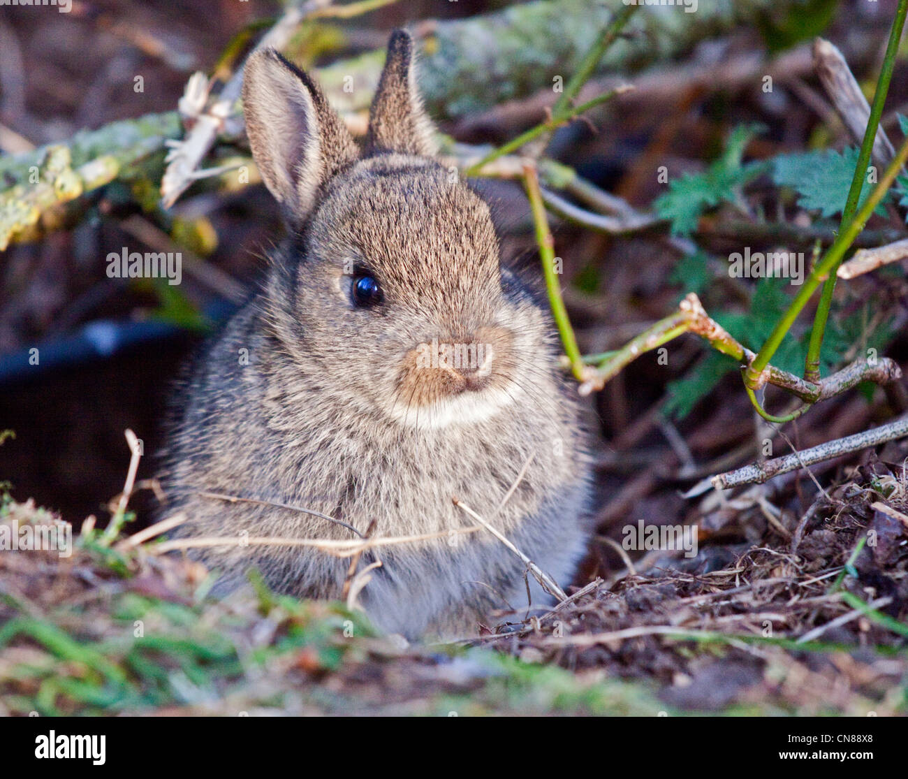 Juvenile European Wild Rabbit (oryctolagus cuniculus) at burrow ...