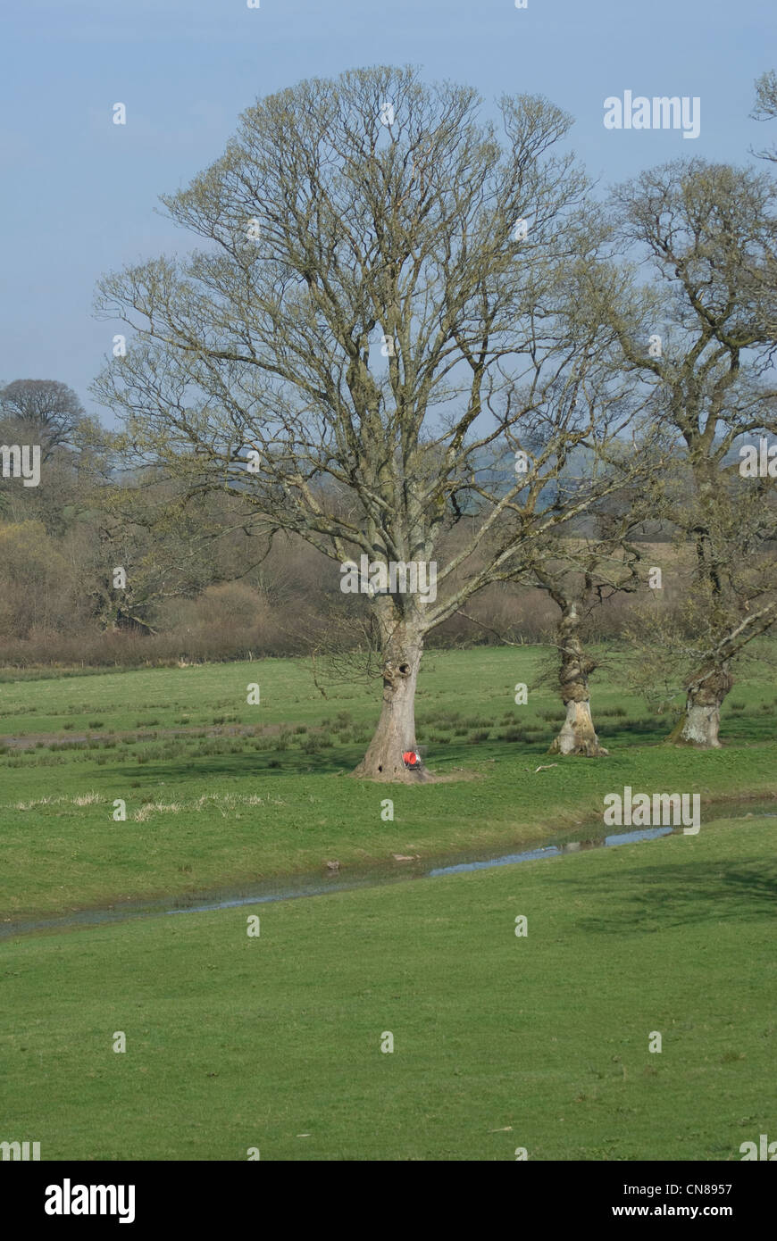 three trees in there winter gowns Stock Photo - Alamy