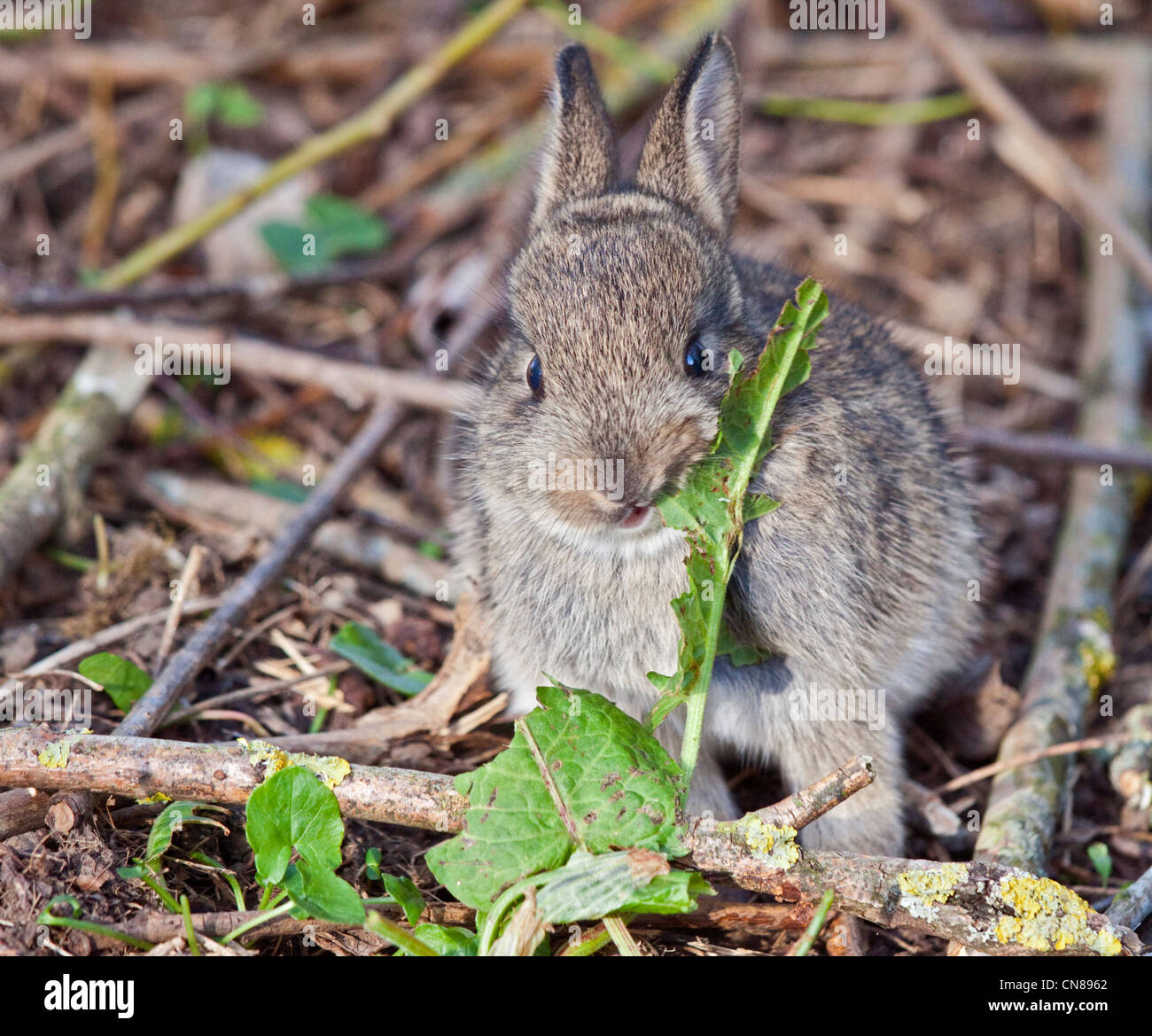 Juvenile European Wild Rabbit (oryctolagus cuniculus), UK Stock Photo ...