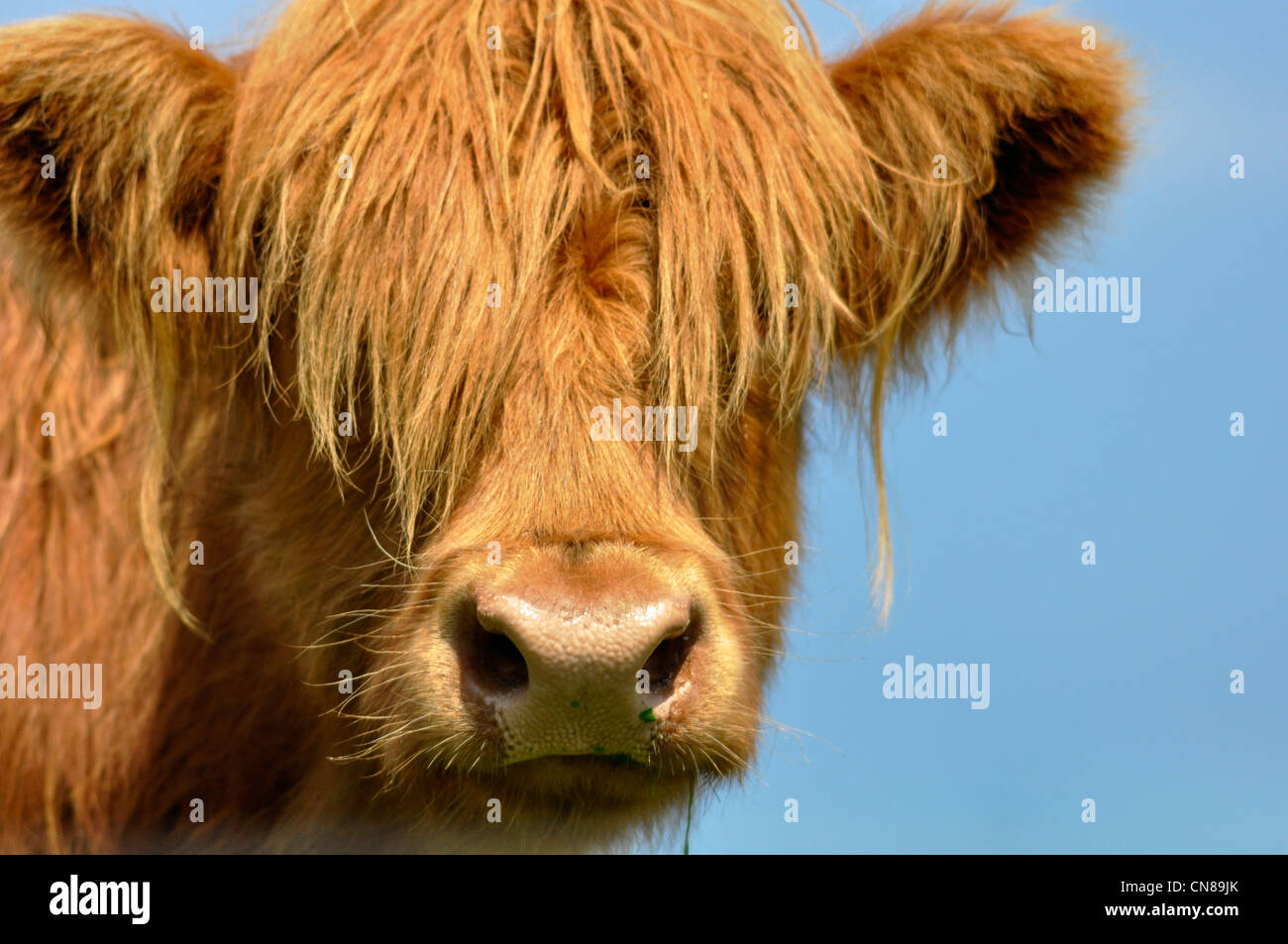Head shot of a Highland Cow Stock Photo - Alamy