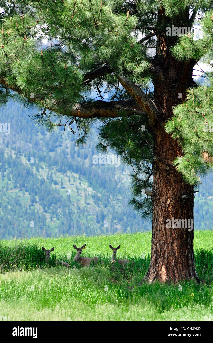 Tree shade animal hi-res stock photography and images - Alamy