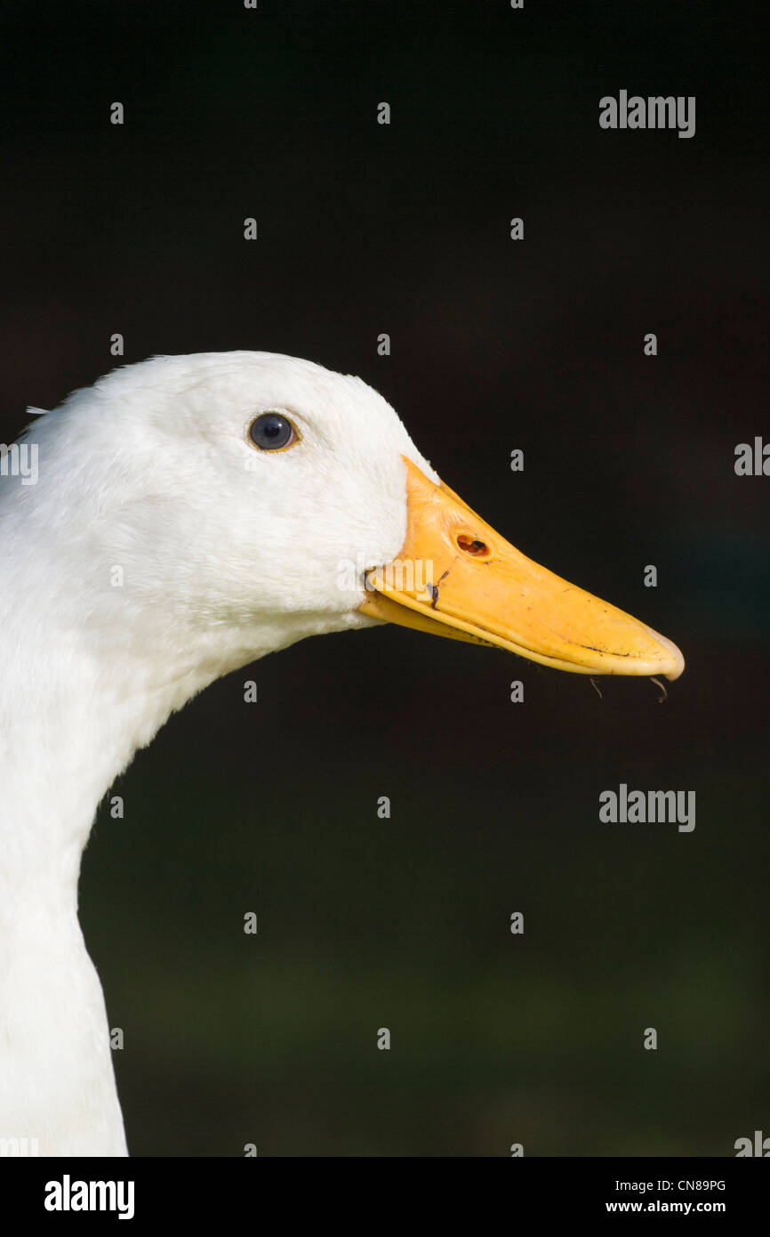 Duck portraits hi-res stock photography and images - Alamy