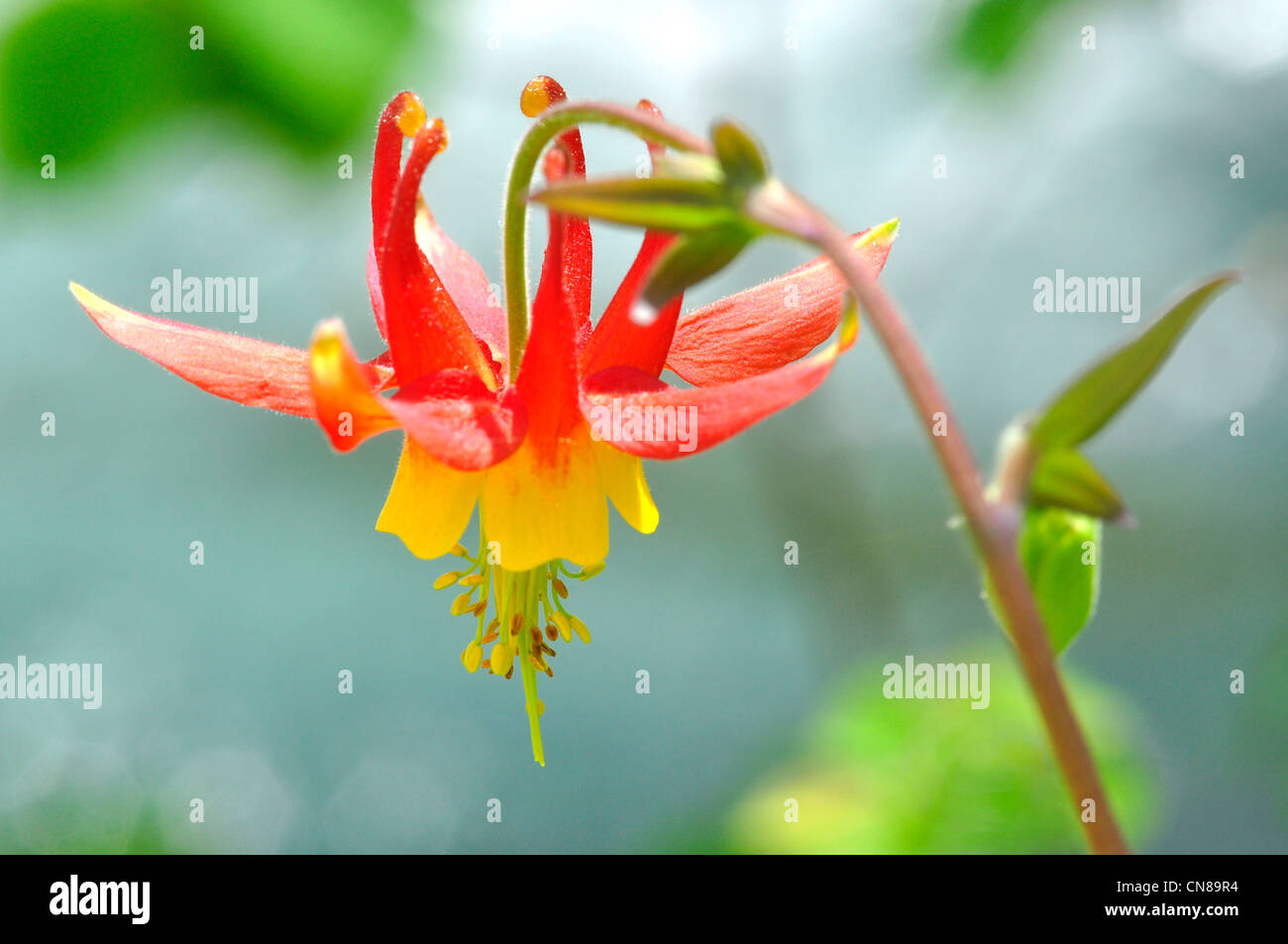 Eastern columbine hi-res stock photography and images - Alamy