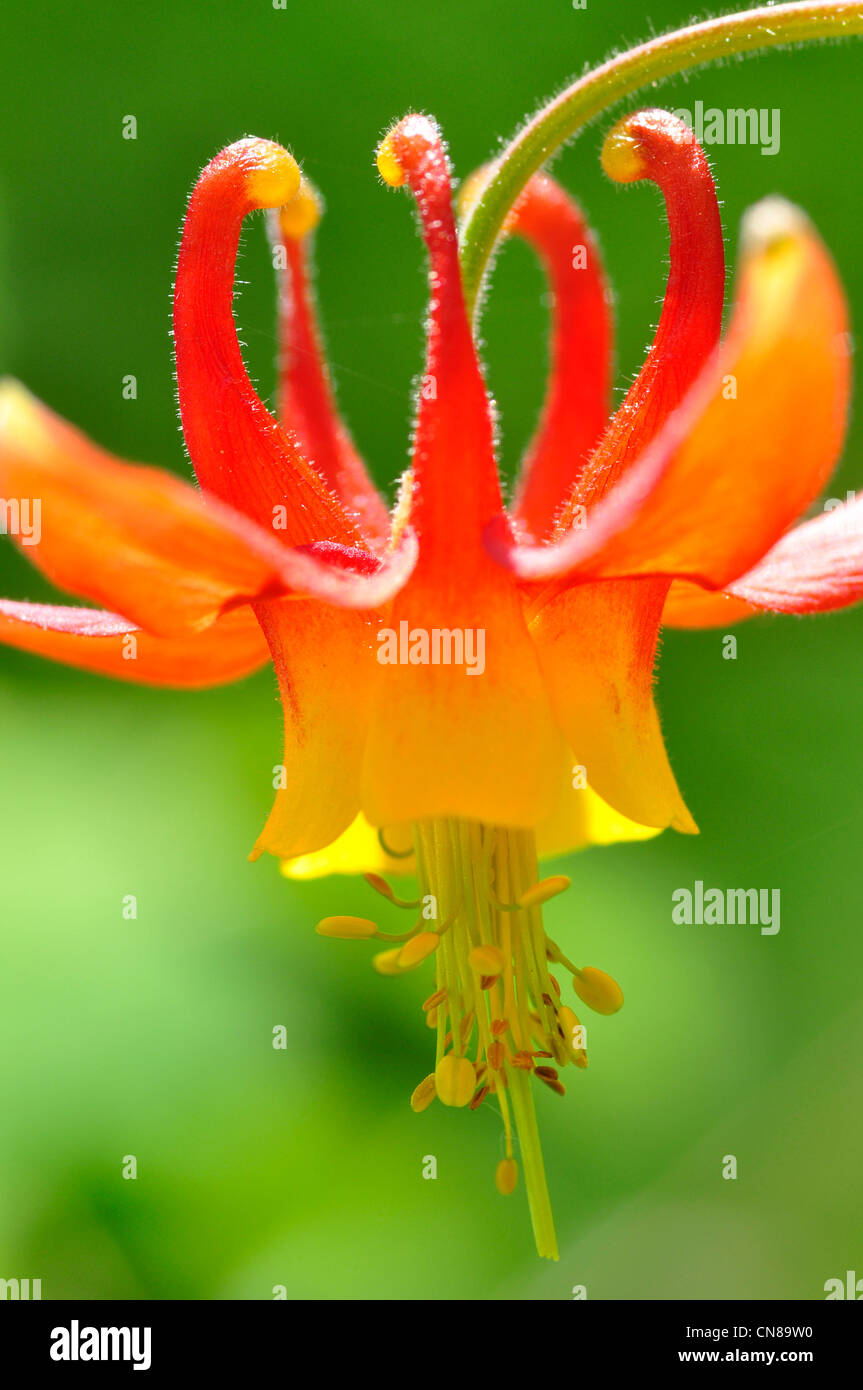 Columbine flower hi-res stock photography and images - Alamy