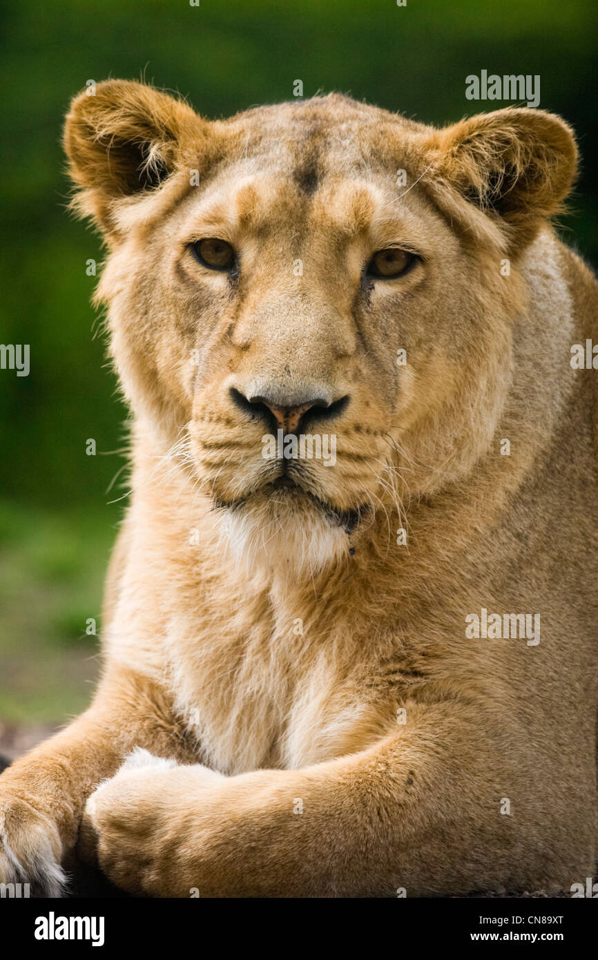 Asian Lion or Asiatic Lion - Panthera leo persica Stock Photo - Alamy