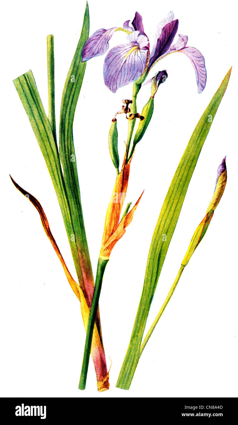 Blue Flag Iris Drawing