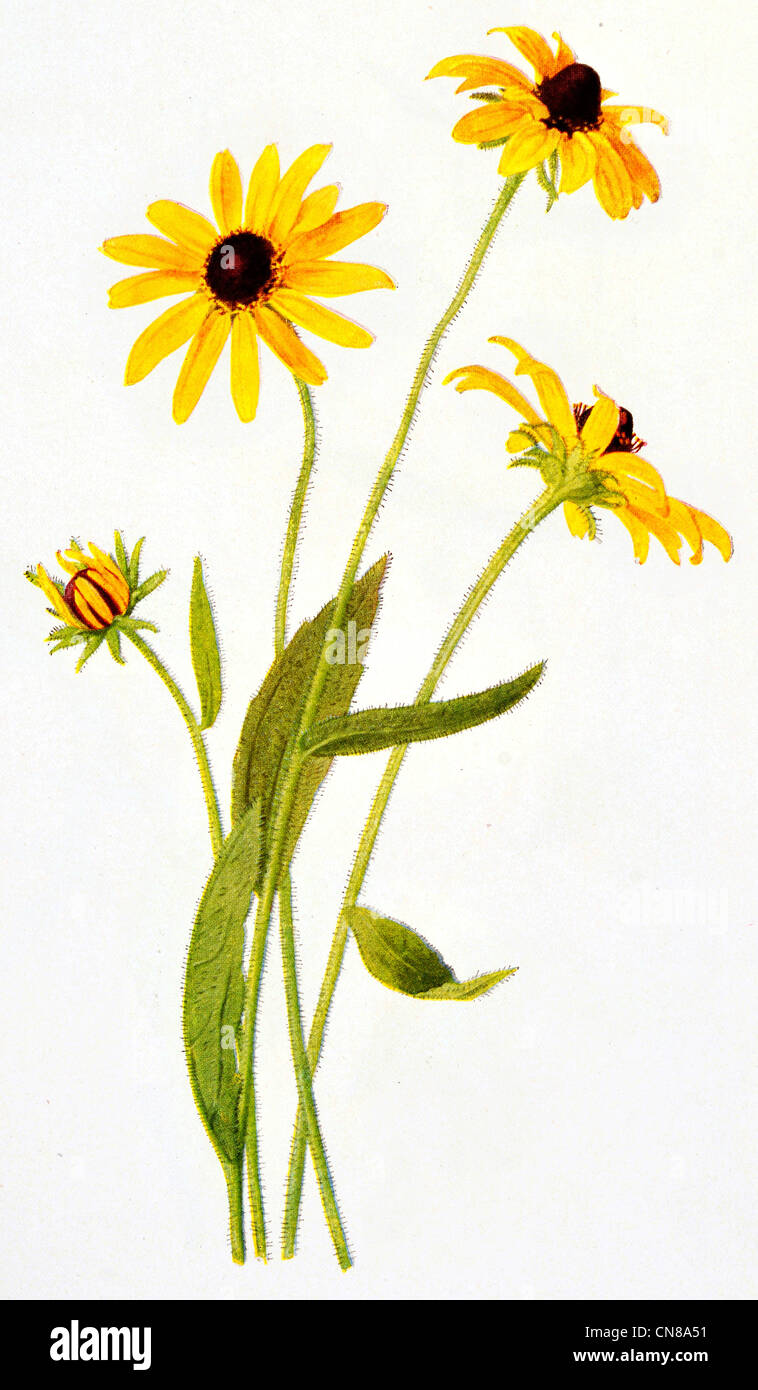 Black Eyed Susan Sketch