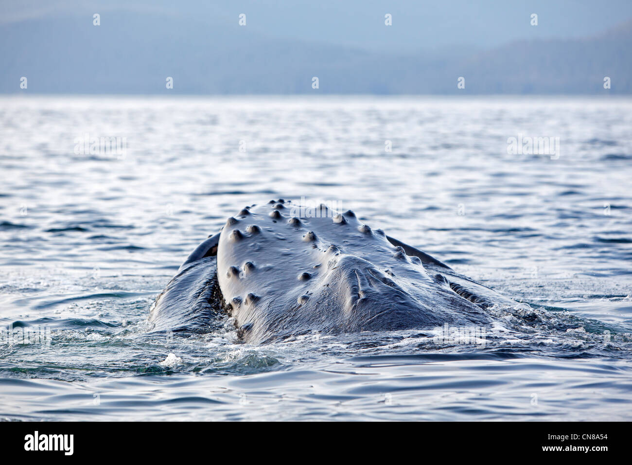 Humpback whale mouth hi-res stock photography and images - Alamy