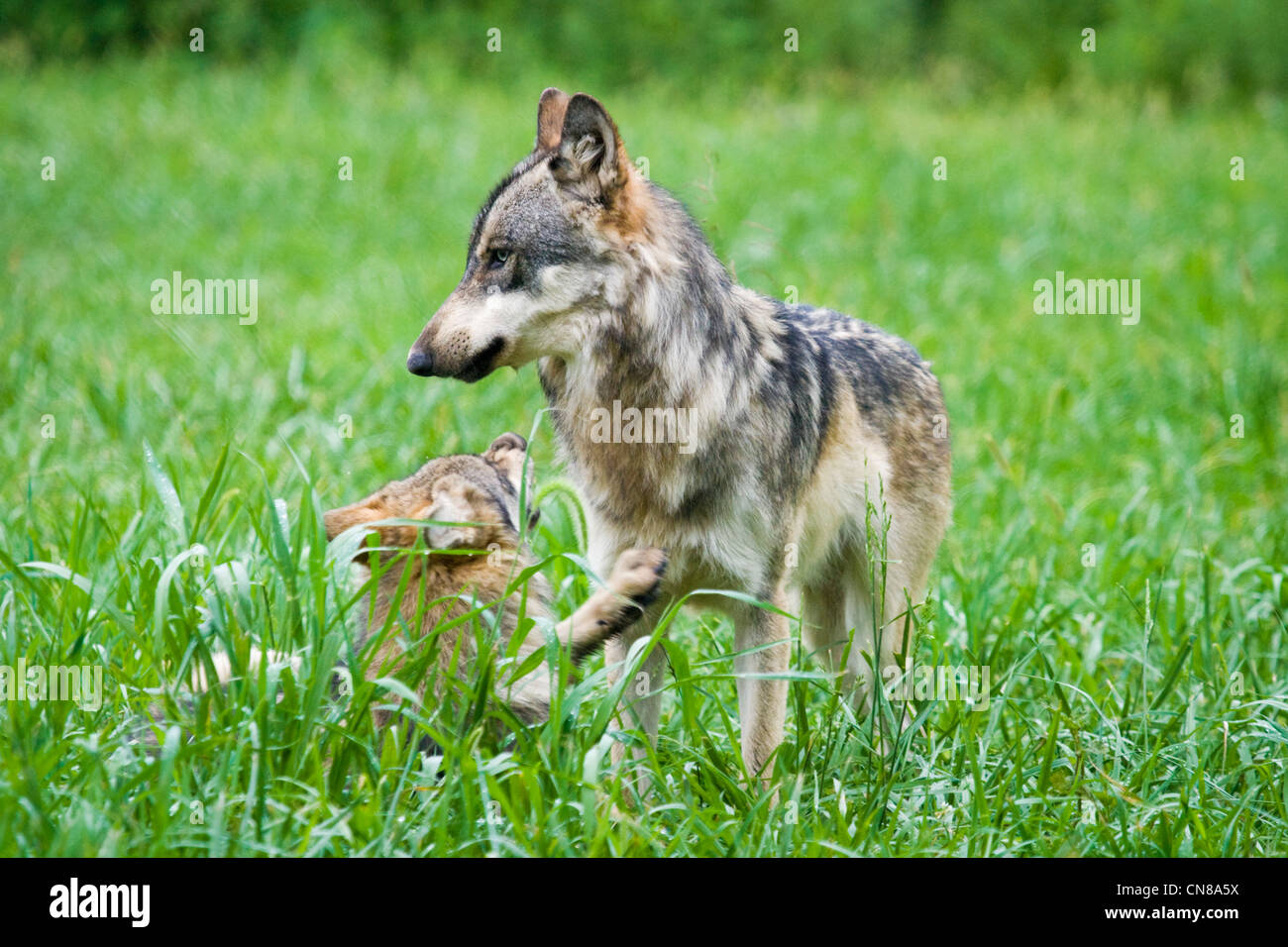 Young Grey Wolf, wolves in the wild, USA Stock Photo - Alamy