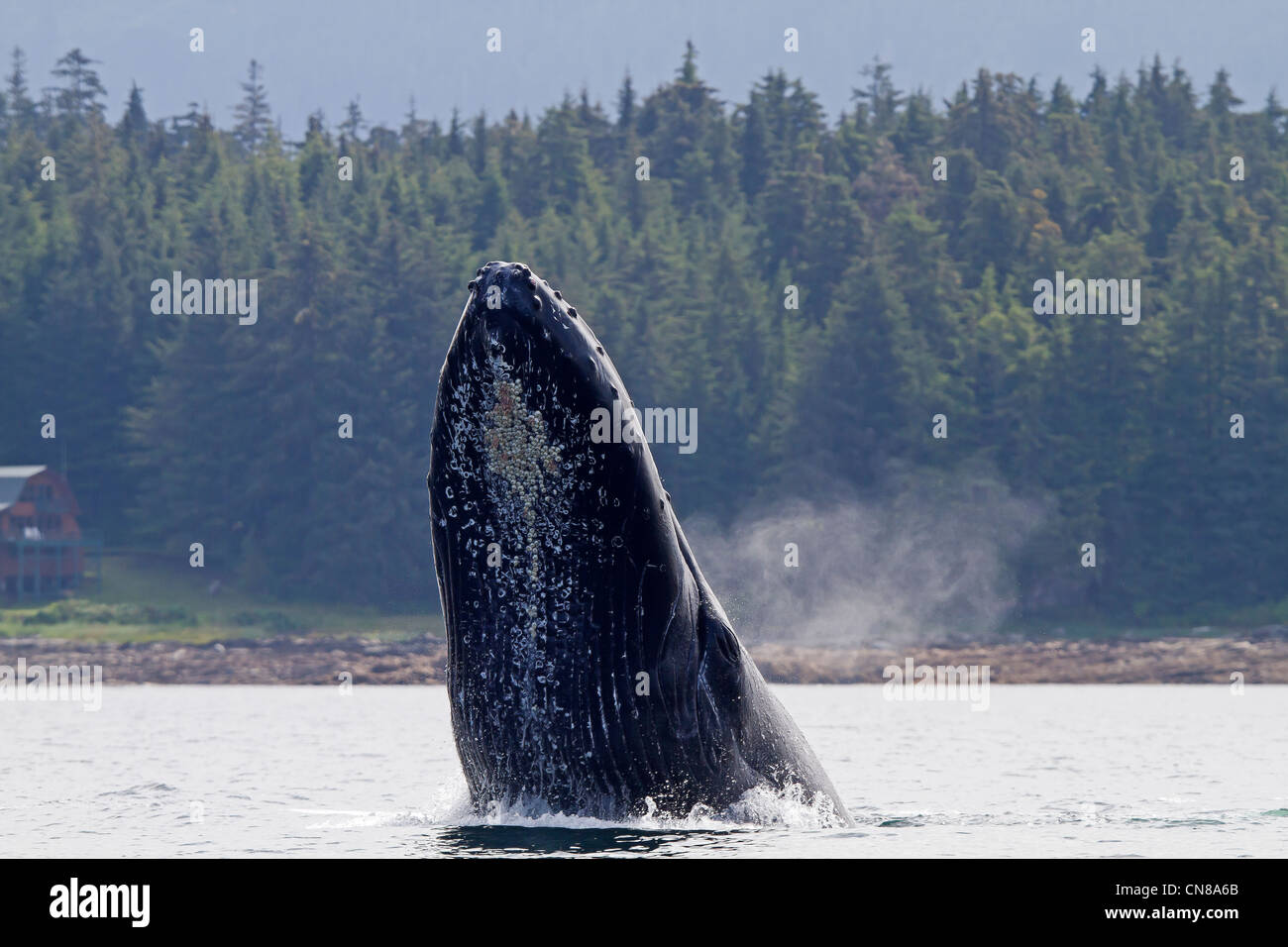 United States, Alaska, Frederick Sound, Humpback whale (Megaptera ...