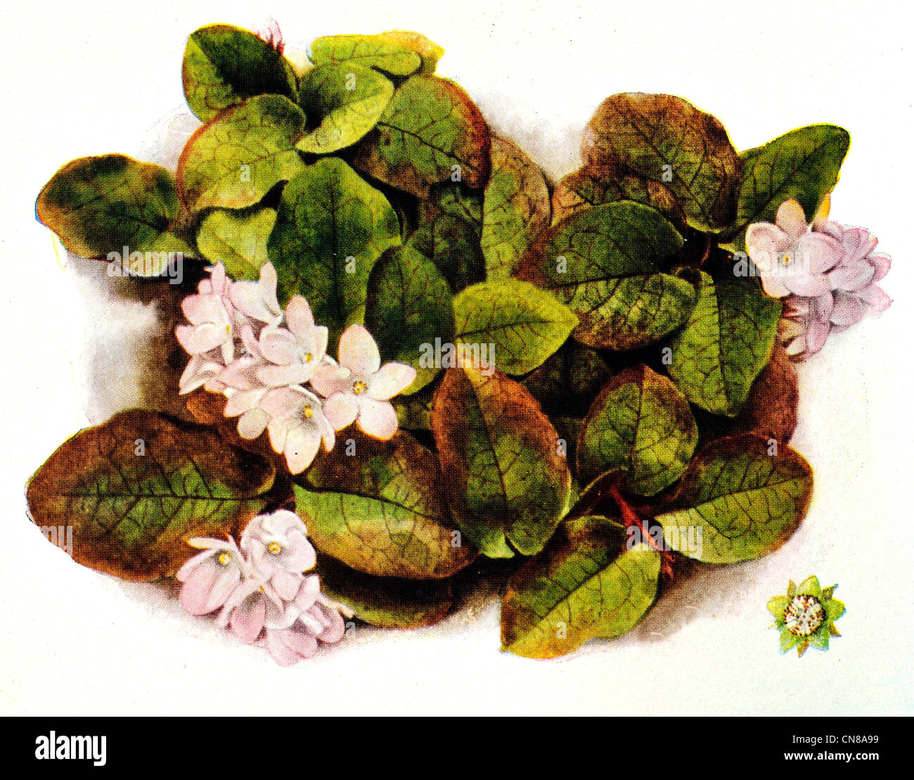 Mayflower Plant Seeds