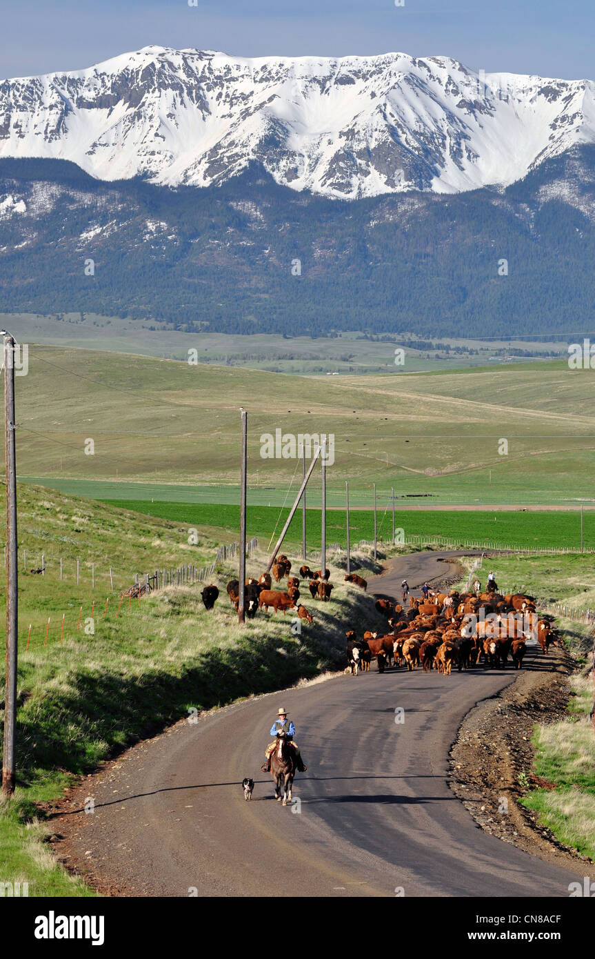 Cattle drive on Oregon's Zumwalt Prairie. The Wallowa Mountains are in ...