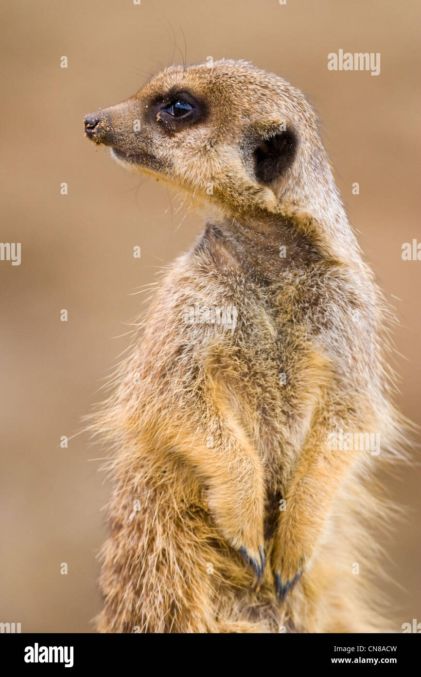Meerkat hi-res stock photography and images - Alamy