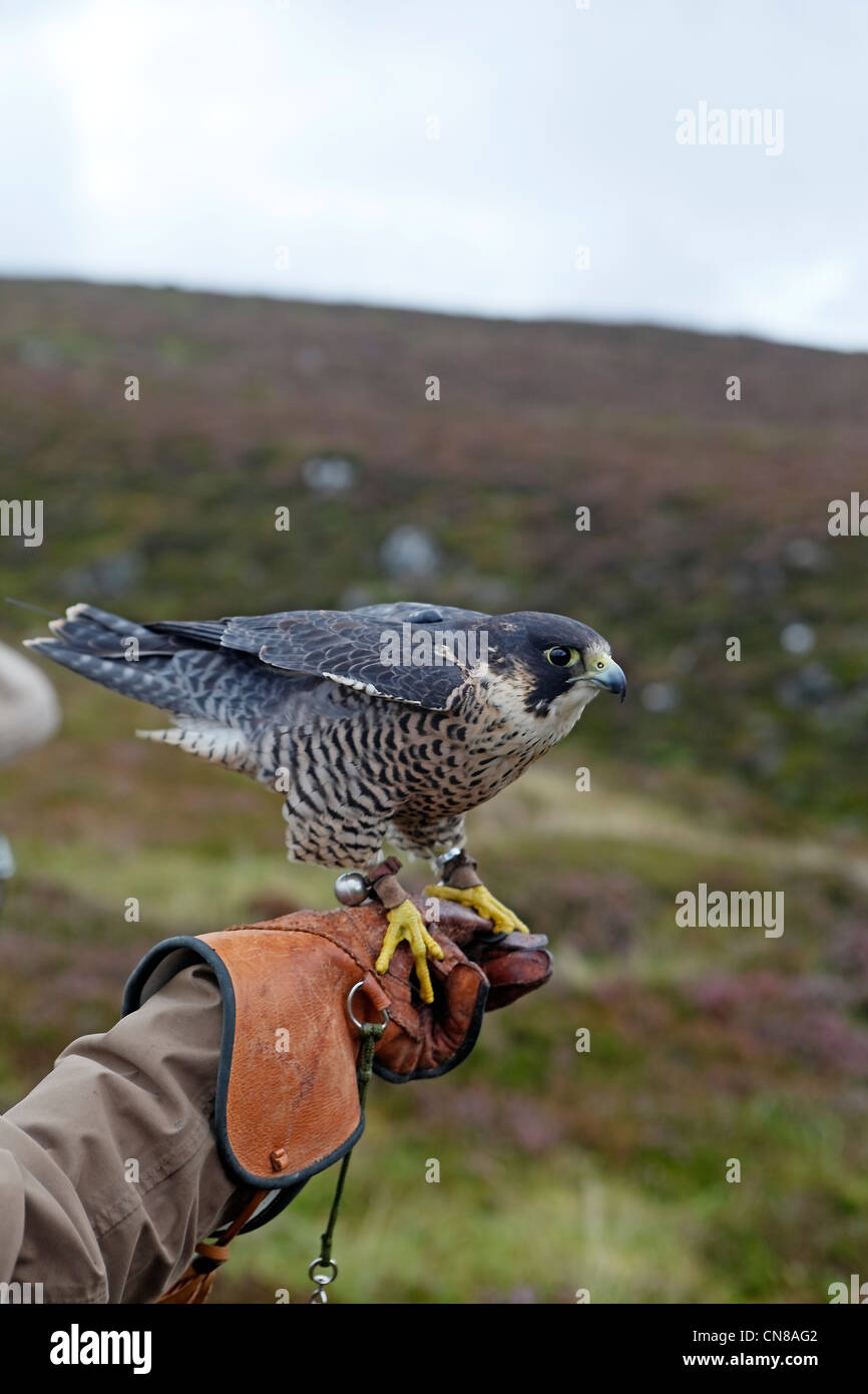 Peregrine falcon united kingdom hi-res stock photography and images - Alamy