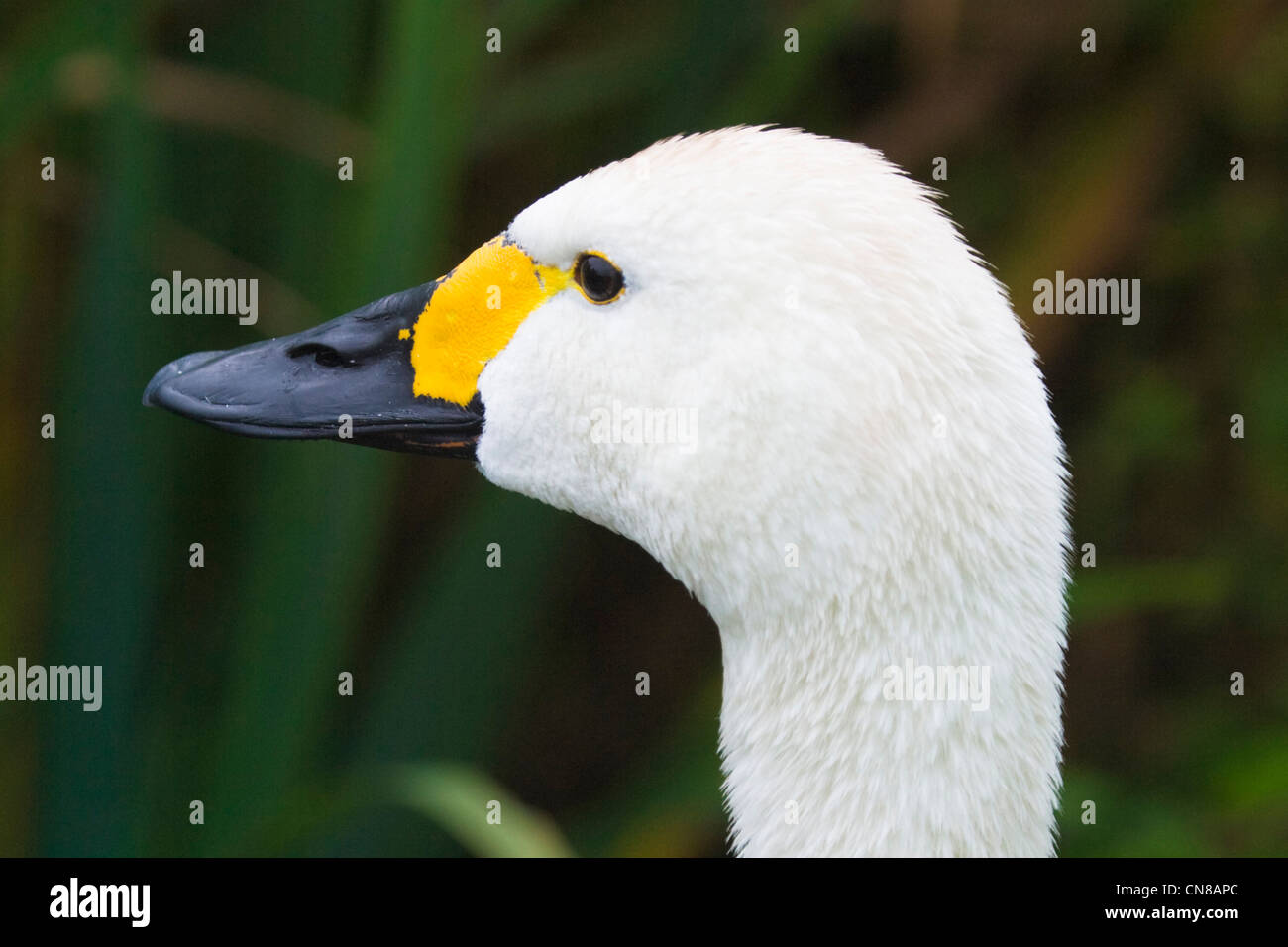 Bewick's Swan close up on head and bill Stock Photo - Alamy