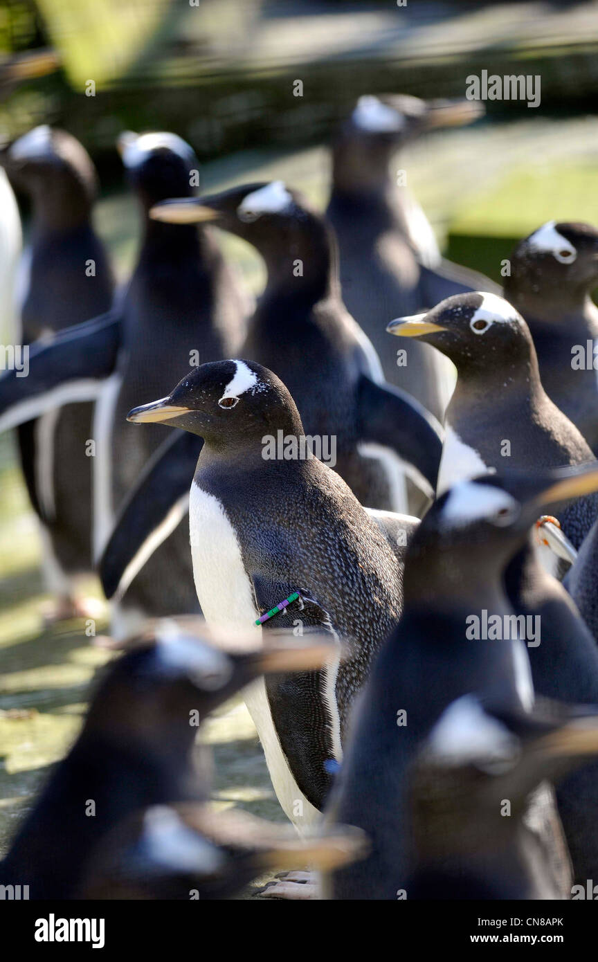 Gentoo Penguins in their enclosure in Edinburgh Zoo, Edinburgh ...