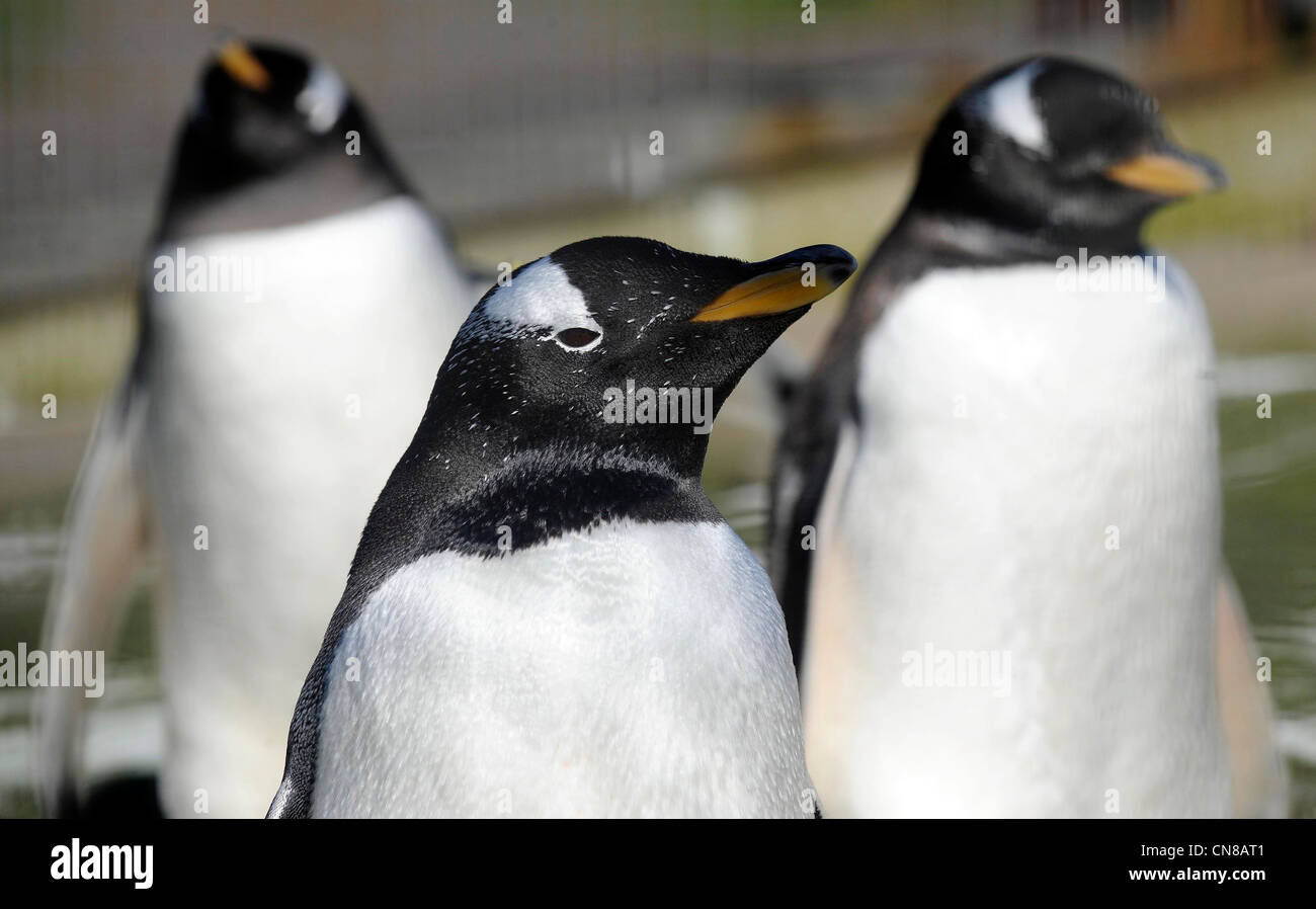 Gentoo Penguins in their enclosure in Edinburgh Zoo, Edinburgh ...
