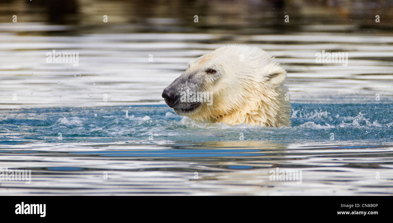 Norway, Svalbard, Spitsbergen Island, Polar Bear (Ursus maritimus ...