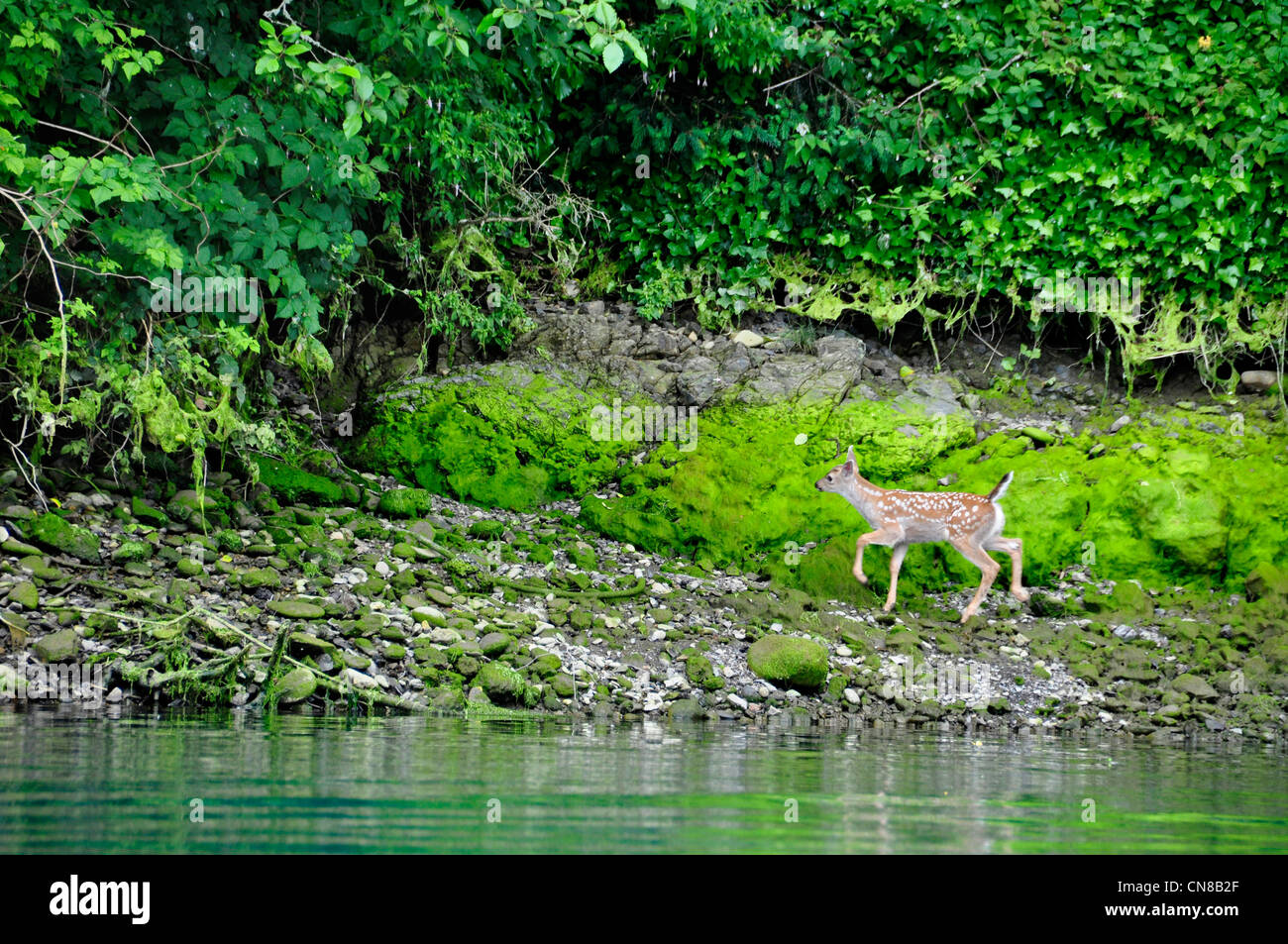 Chetco river hi-res stock photography and images - Alamy