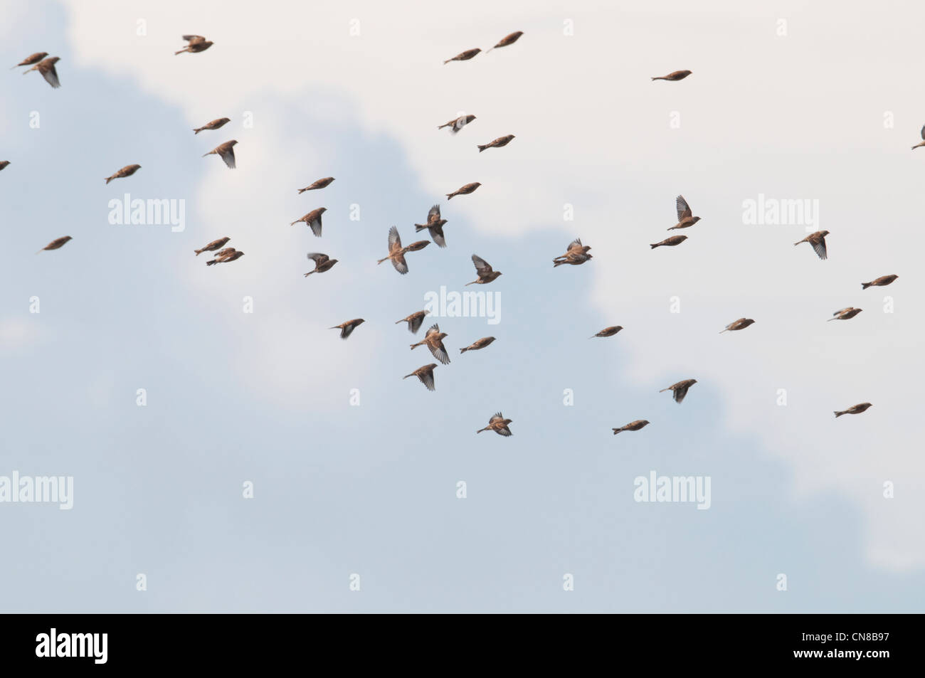 Linnet flock in flight against blue sky and clouds, Rye Harbour Nature ...
