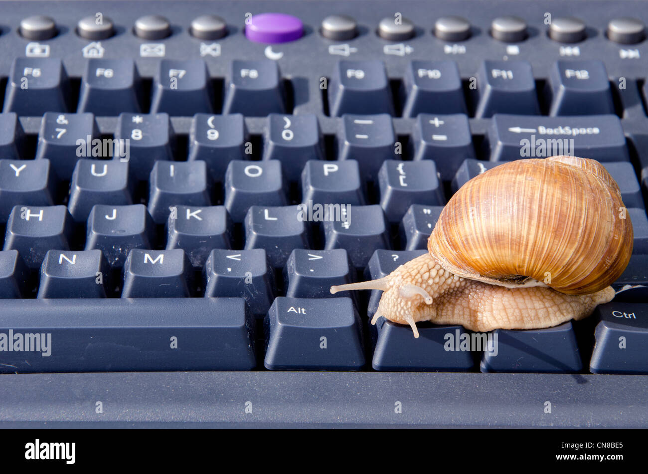 One snail hi-res stock photography and images - Alamy