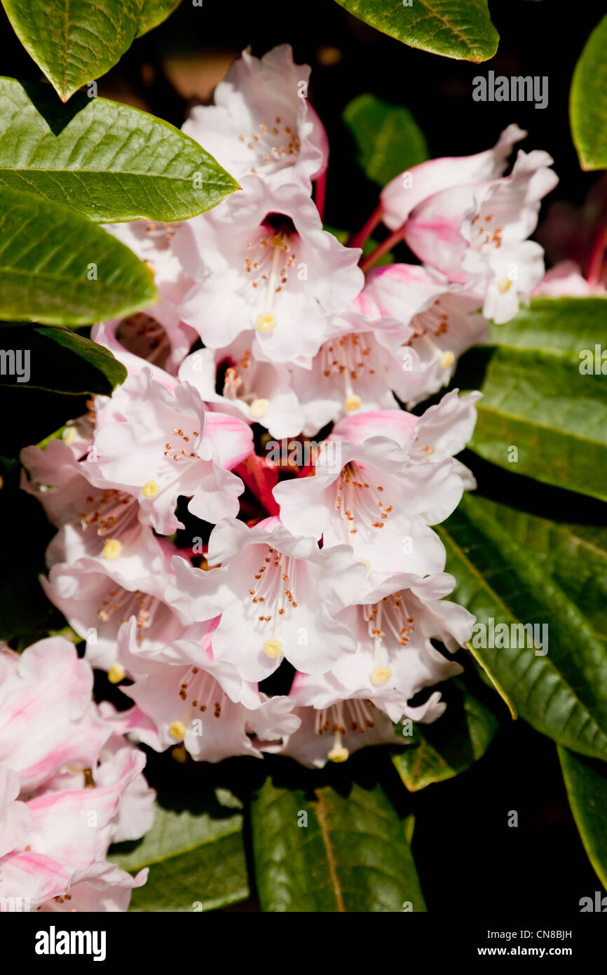 Rhododendron tree. Beautiful budding pink spring flowering tree in ...