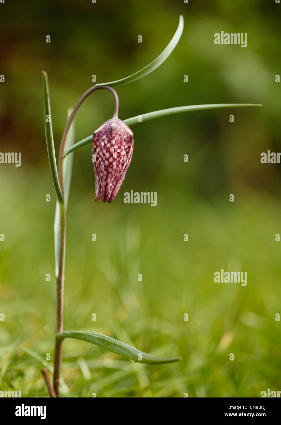 a Snake's head fritillary in flower Stock Photo - Alamy
