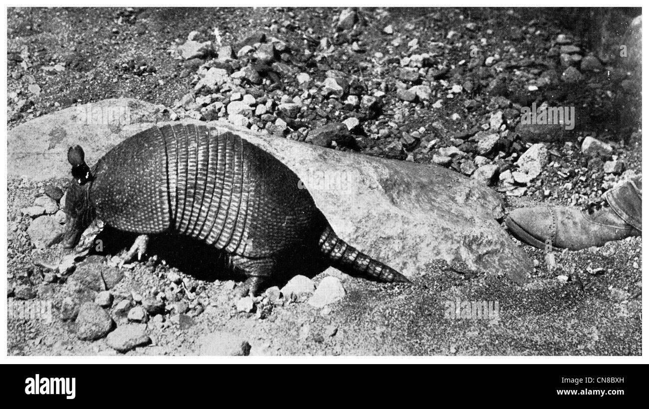 Banded armadillo hi-res stock photography and images - Alamy