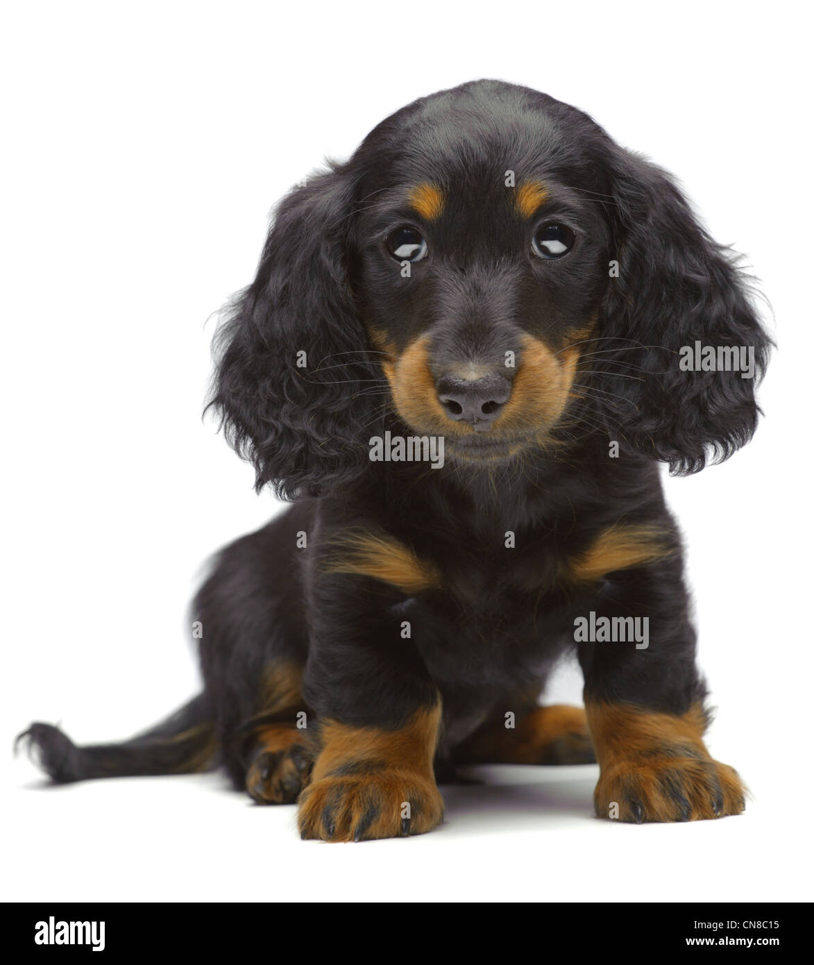 White and brown dachshund puppy hi-res stock photography and images - Alamy
