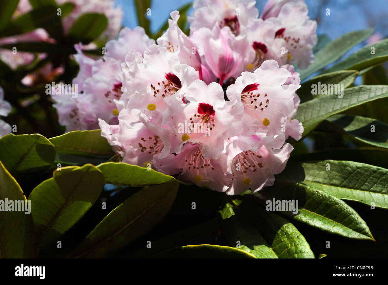 Rhododendron tree. Beautiful budding pink spring flowering tree in ...