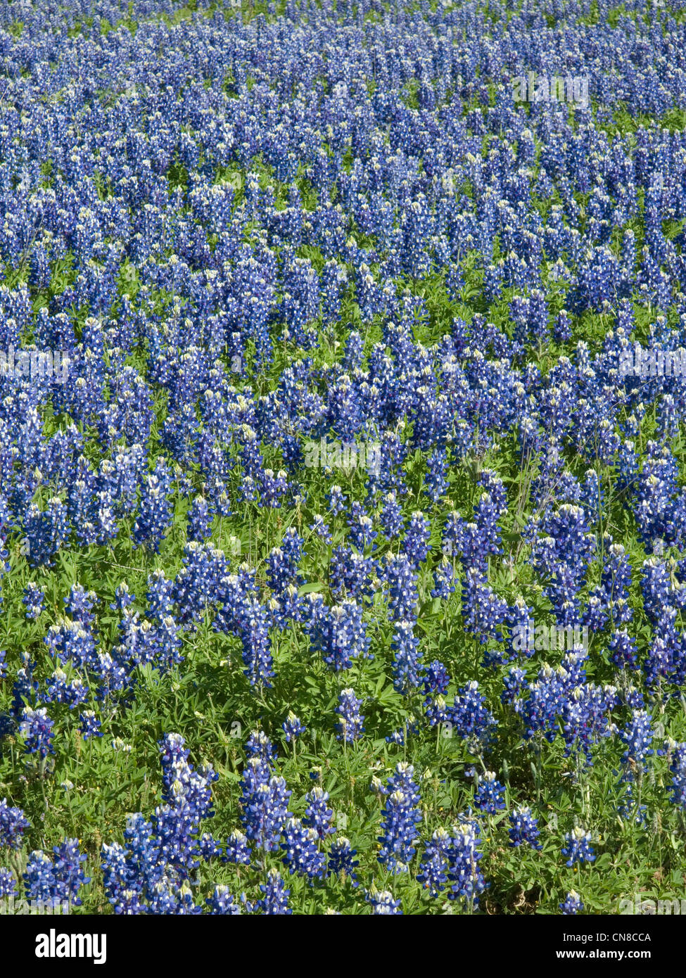 Native texas wildflower hi-res stock photography and images - Alamy
