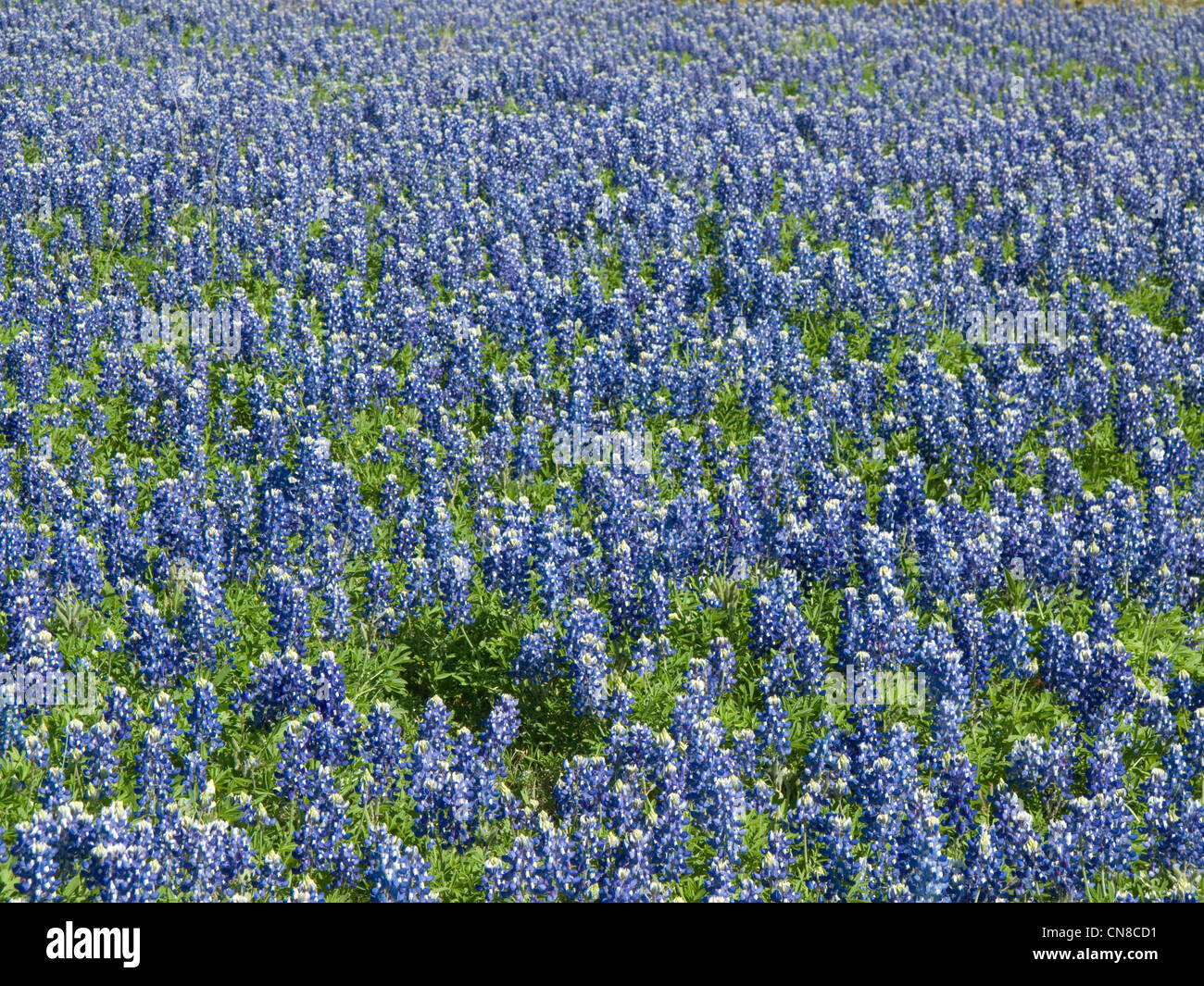 Field of Texas bluebonnets Stock Photo - Alamy