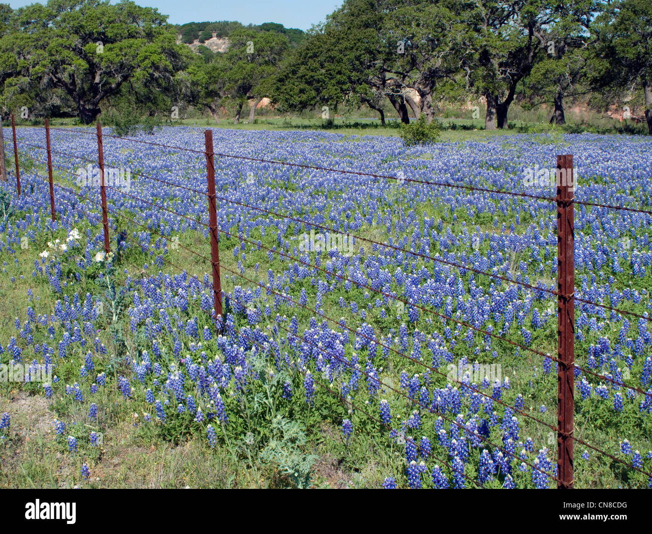 Field of bluebonnets by fence Stock Photo - Alamy